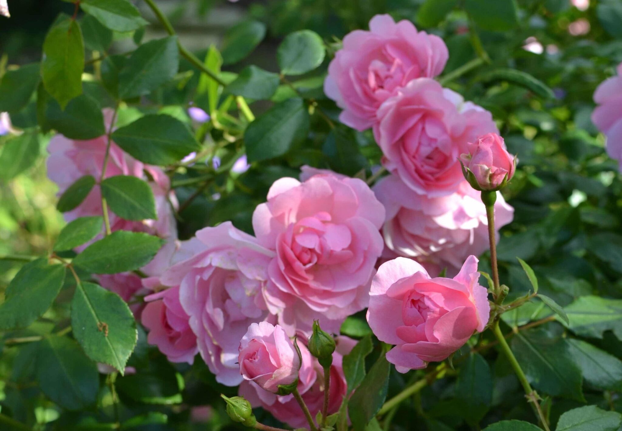 Rosa bonica - a plant profile by Louise Sims for The3Growbags