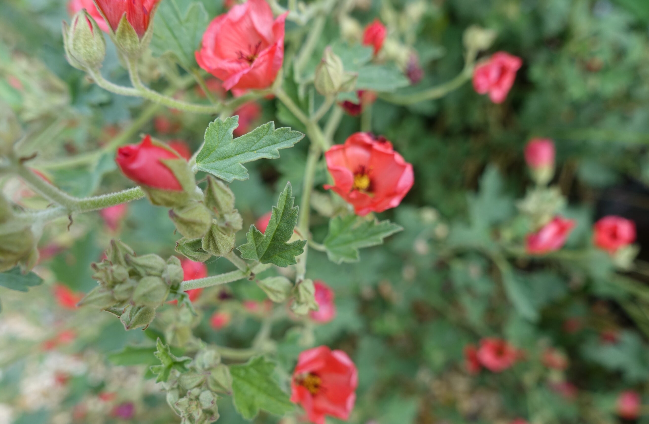 Sphaeralcea incana ‘Sourup’ - The 3 Growbags