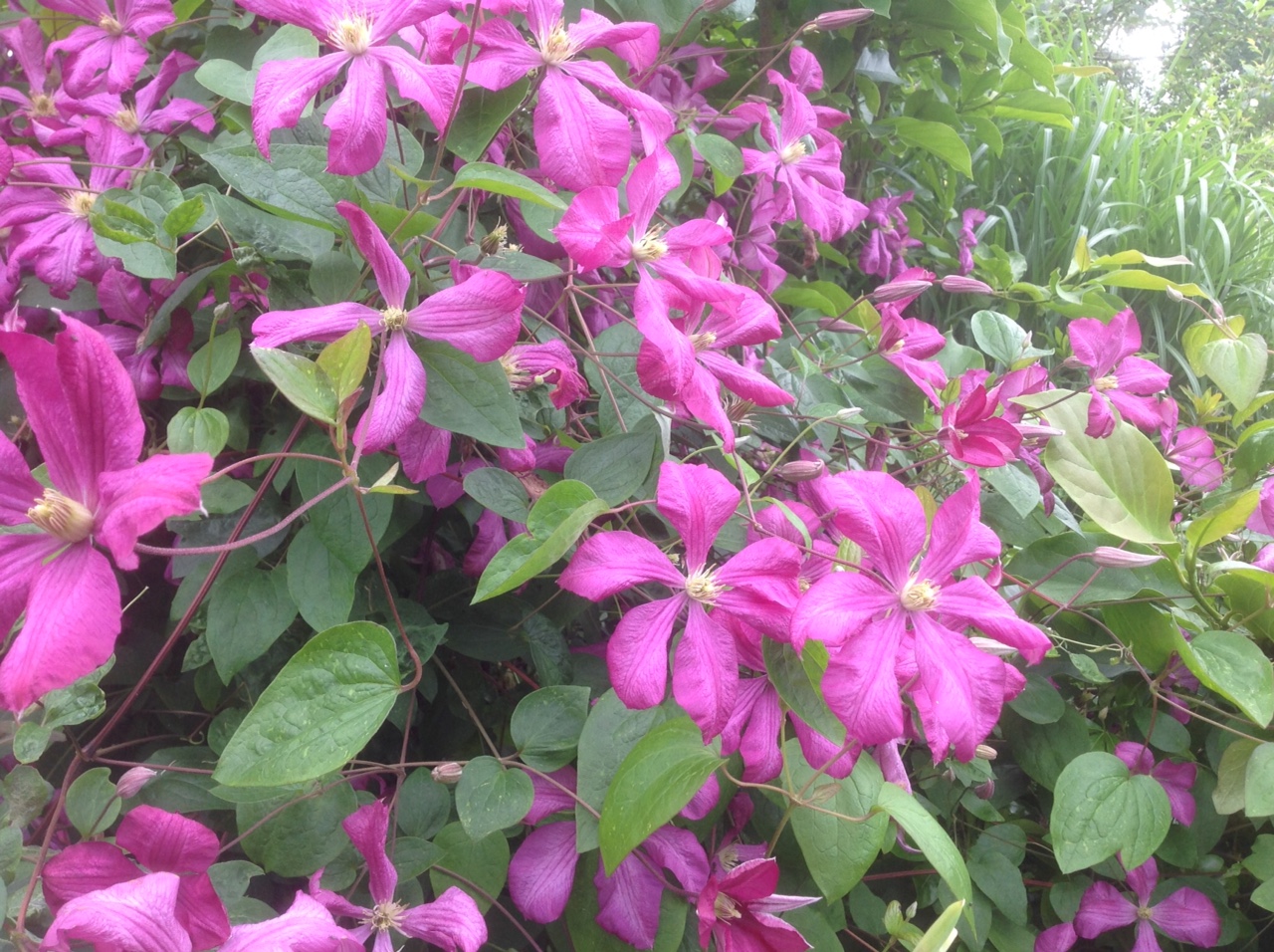 Clematis: which varieties to grow and how to care for them by The3Growbags