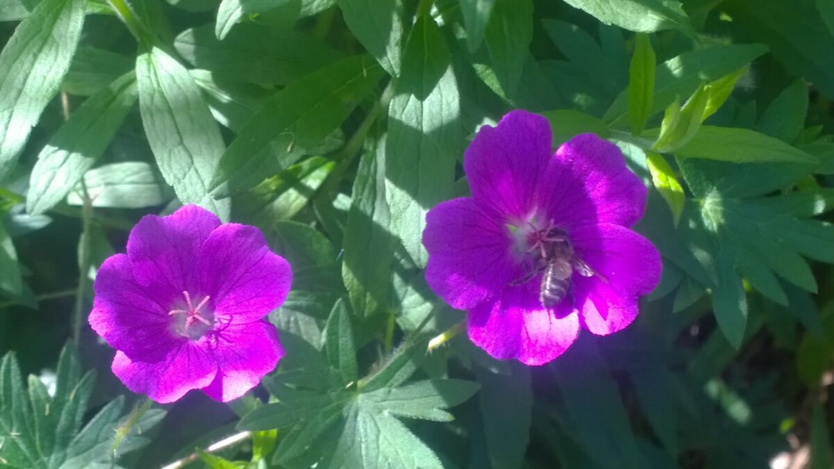 Geranium joy – Grow-how tips for June - The 3 Growbags
