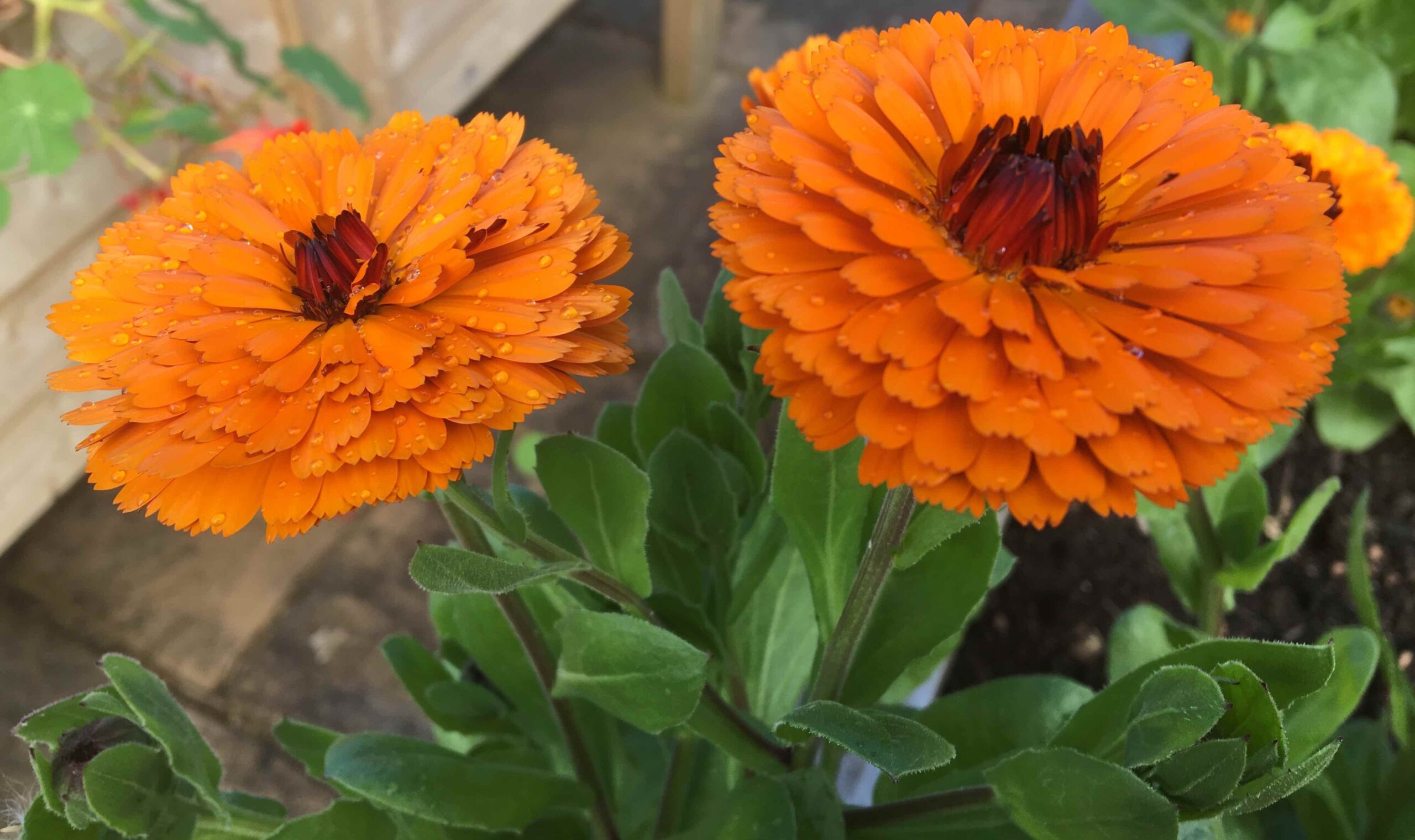 How Autumnal are your bloomers? - The 3 Growbags