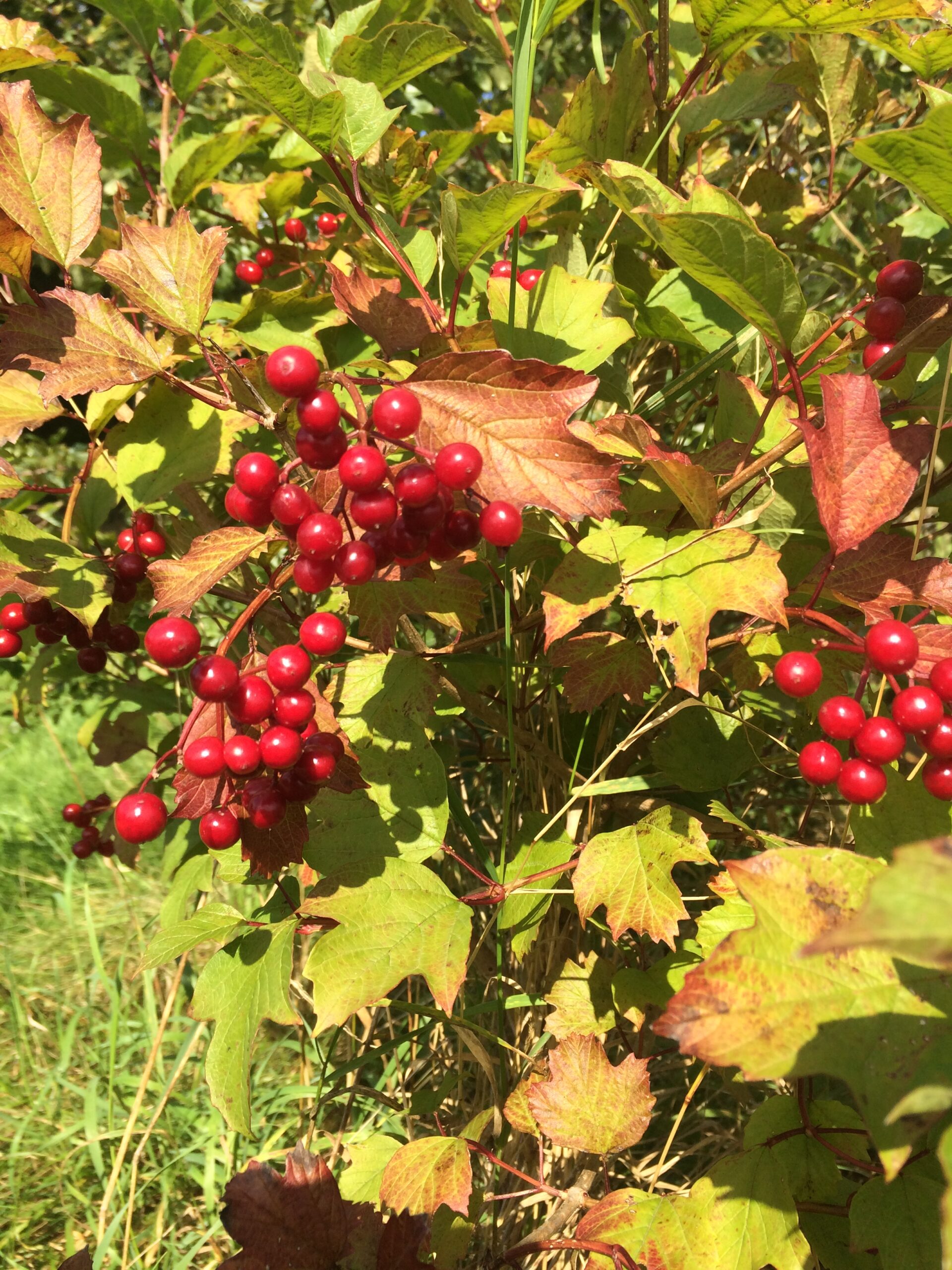 Our top 10 Autumn berries - The 3 Growbags