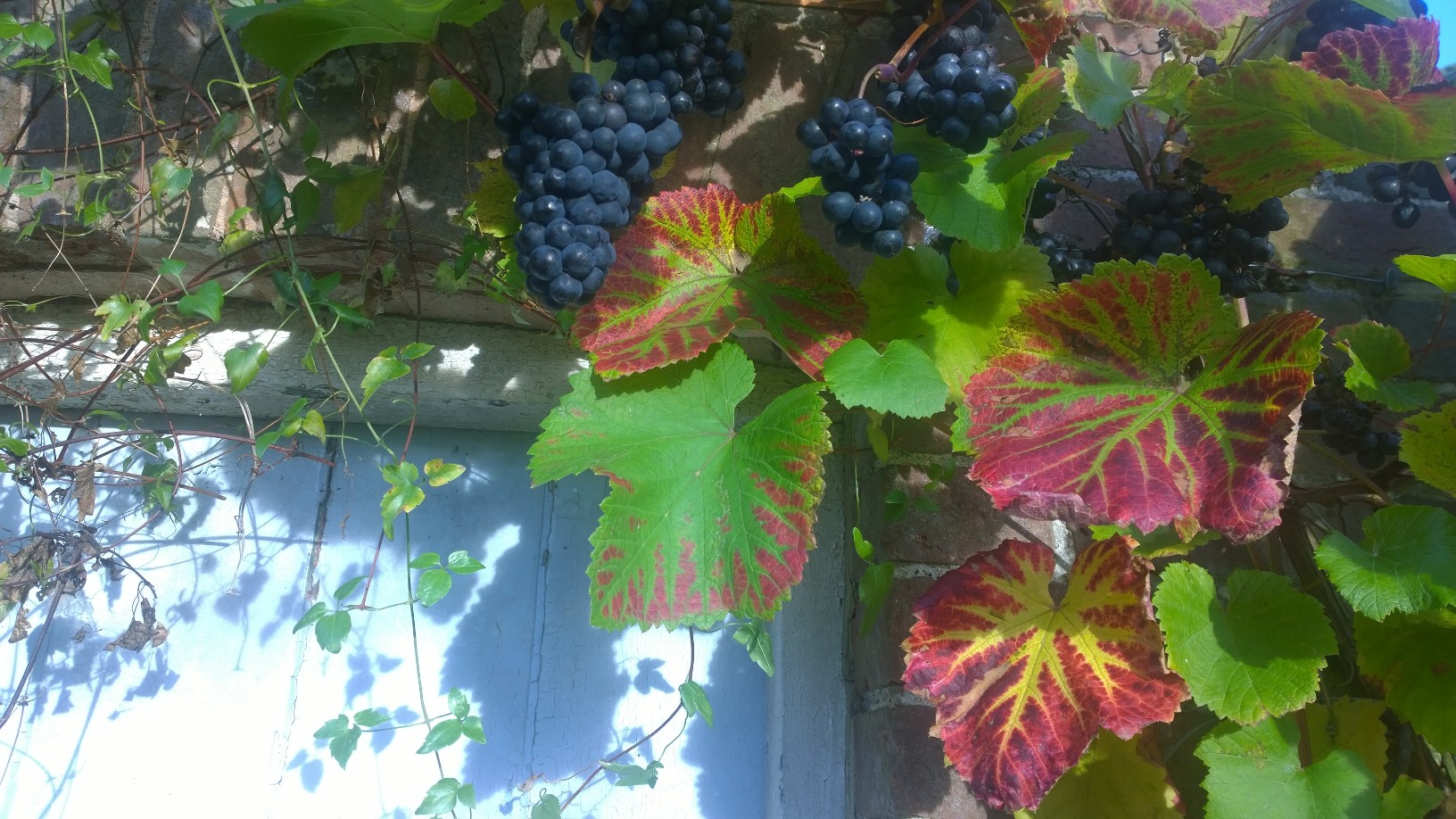 Vitis vinifera ‘Brant’ - The 3 Growbags