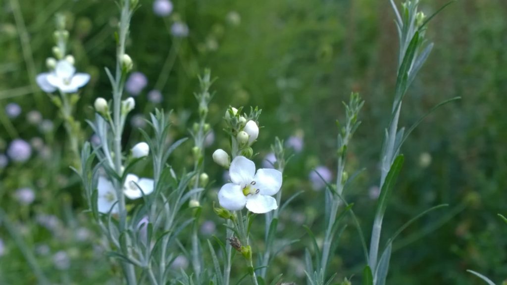 Gomphostigma virgatum - A profile by Louise Sims for The3Growbags