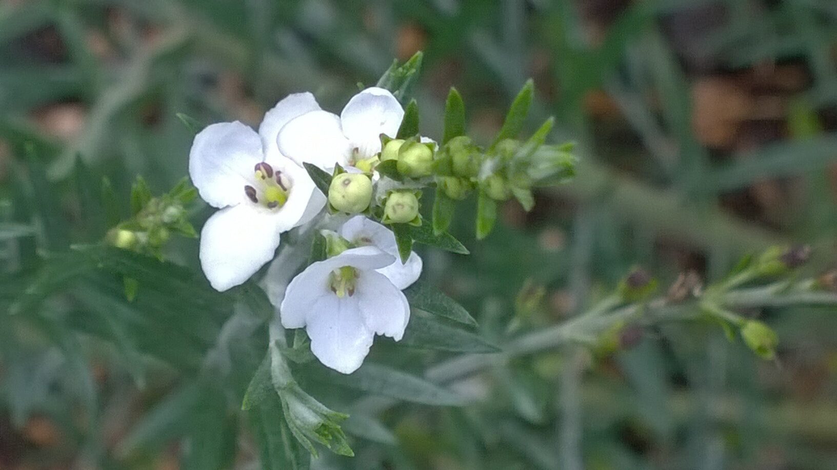 Gomphostigma virgatum - A profile by Louise Sims for The3Growbags