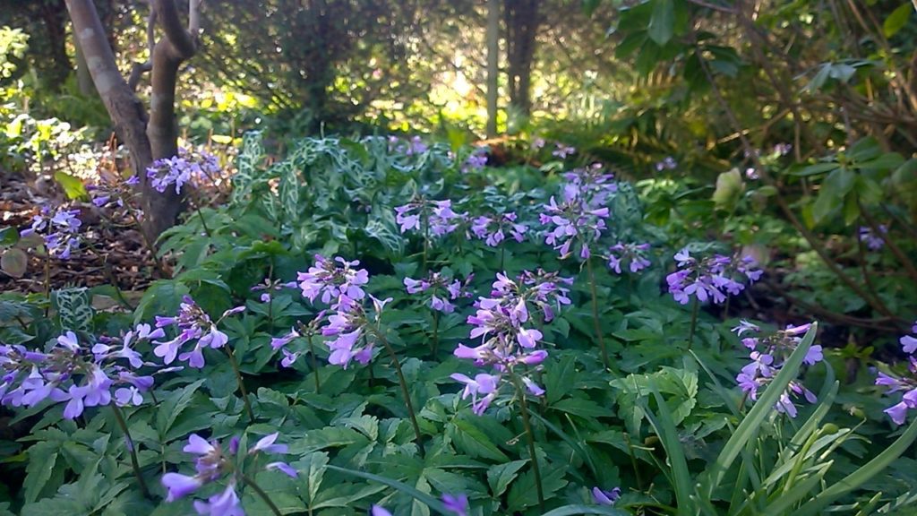Cardamine quinquefolia - The 3 Growbags