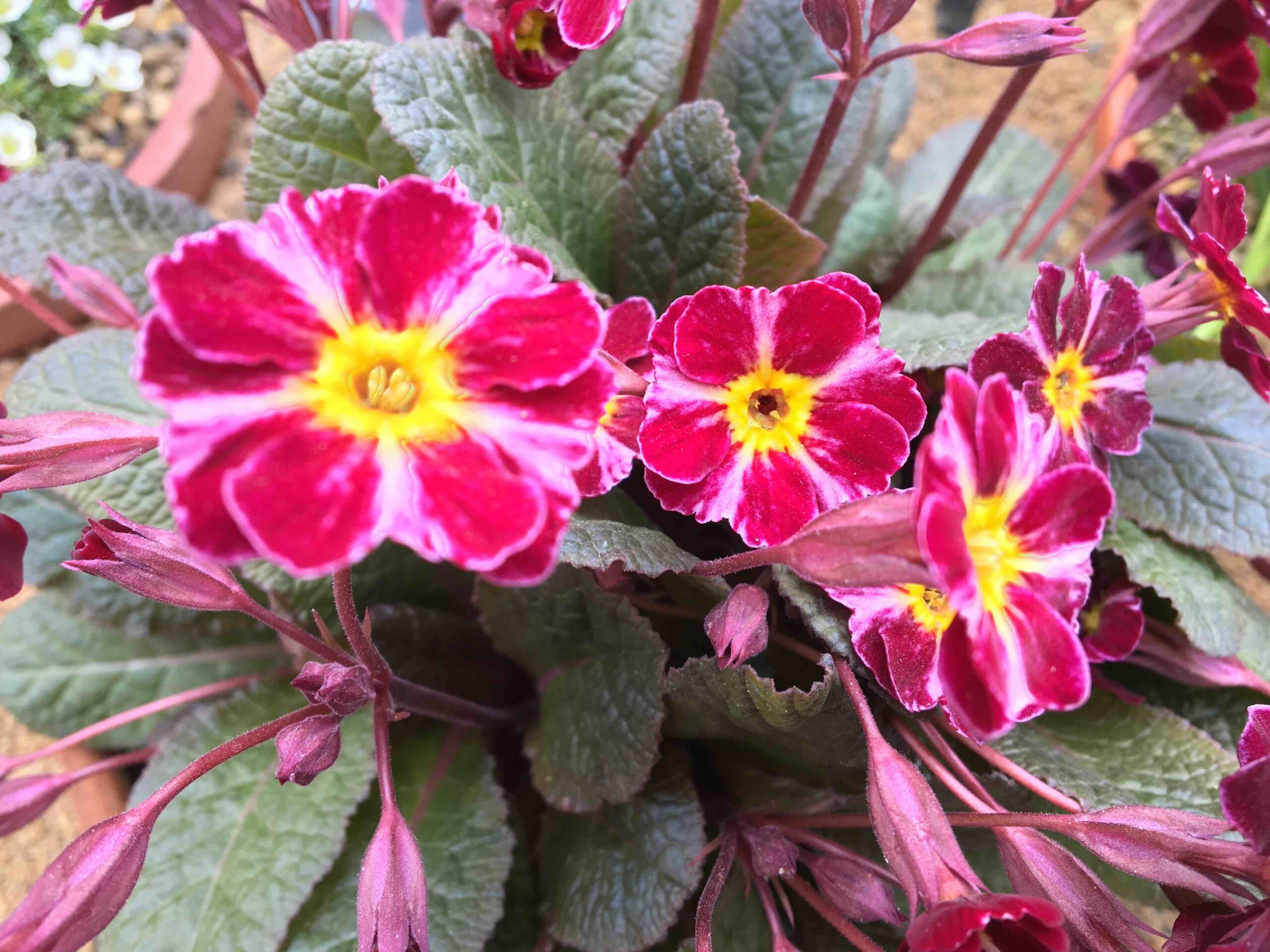 Our top 10 plants in Spring - The 3 Growbags