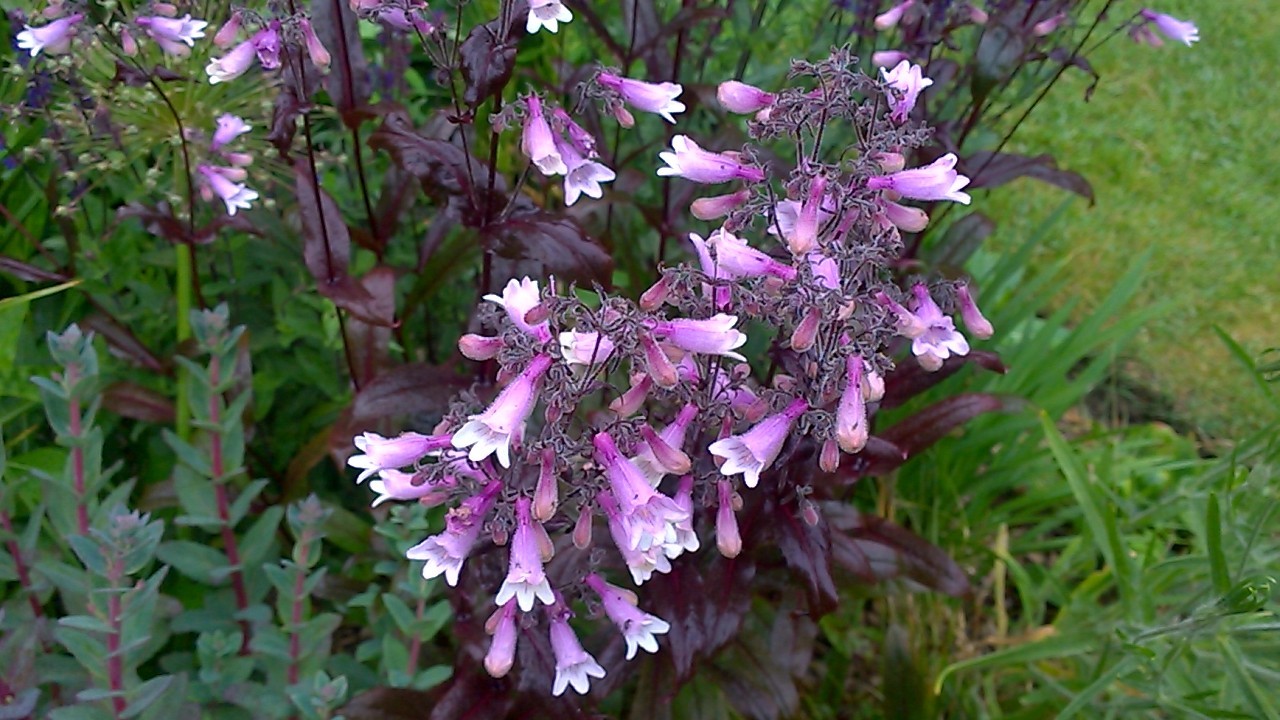 Which is the best penstemon?