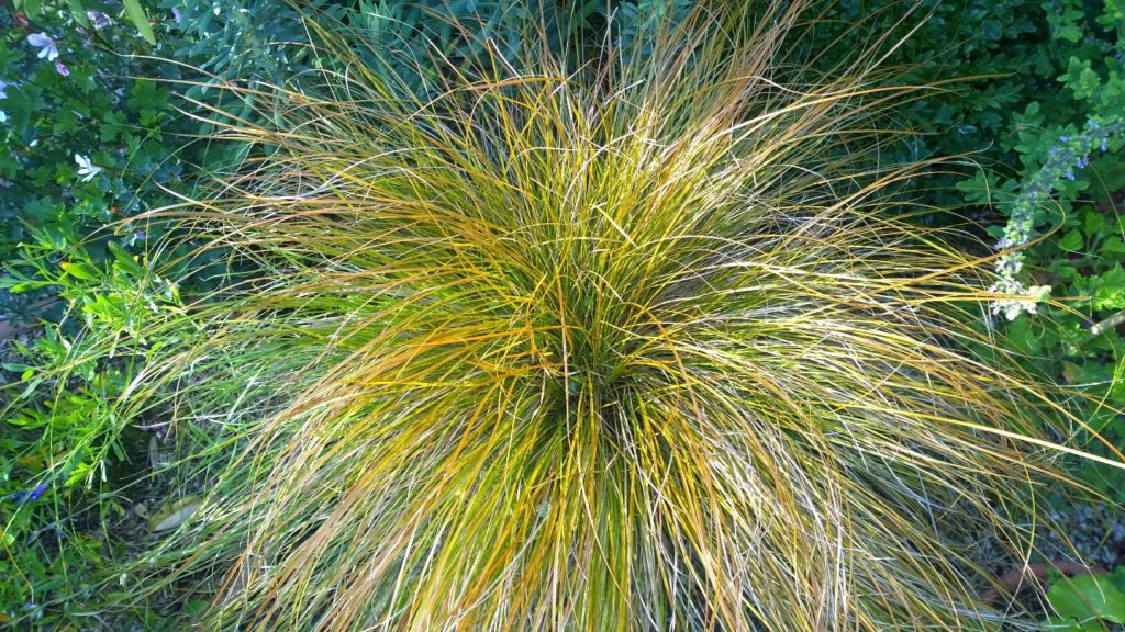 Carex testacea - New Zealand hair sedge - The 3 Growbags