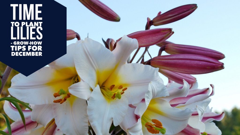 Lilies, tree-shaping and tool care - tips for December - The 3 Growbags