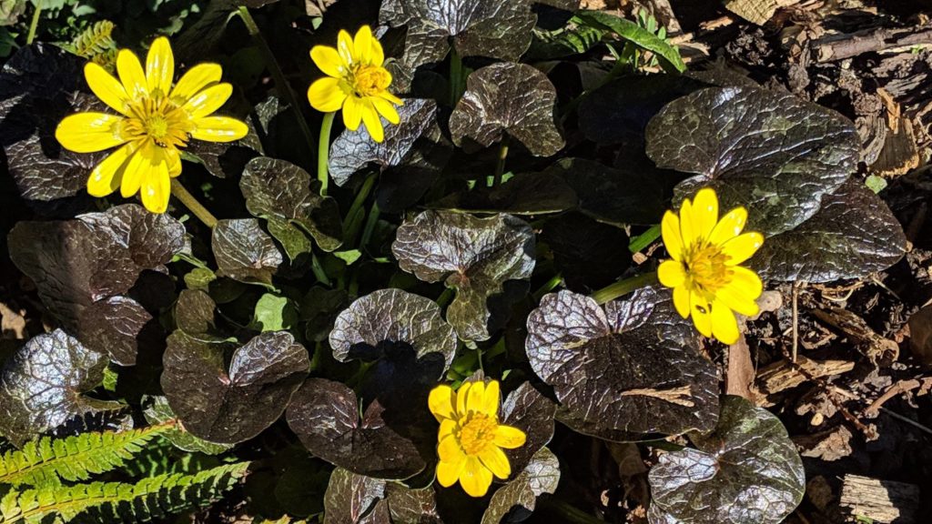 Ficaria verna ‘Brazen Hussy’ - The 3 Growbags