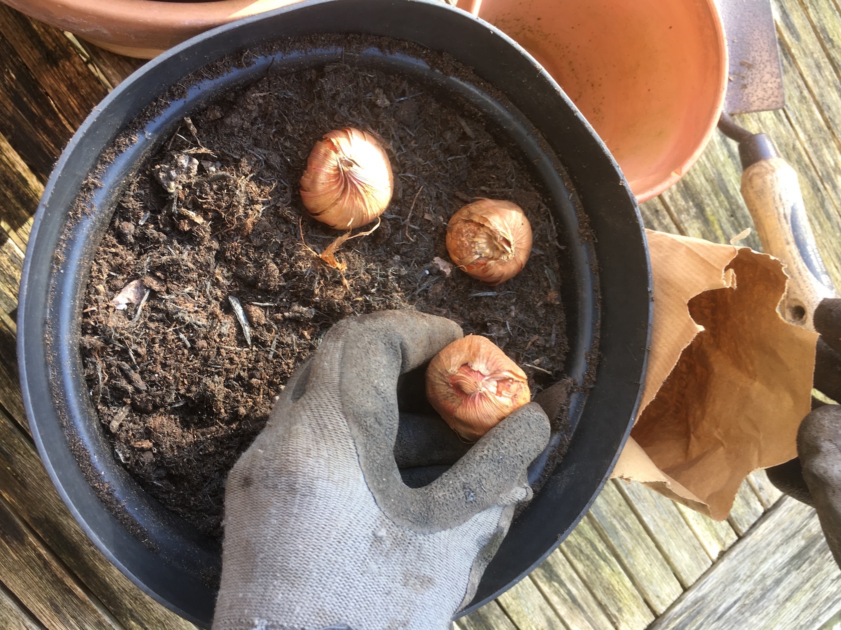 Gardening tips for a mad, mad March! - The 3 Growbags