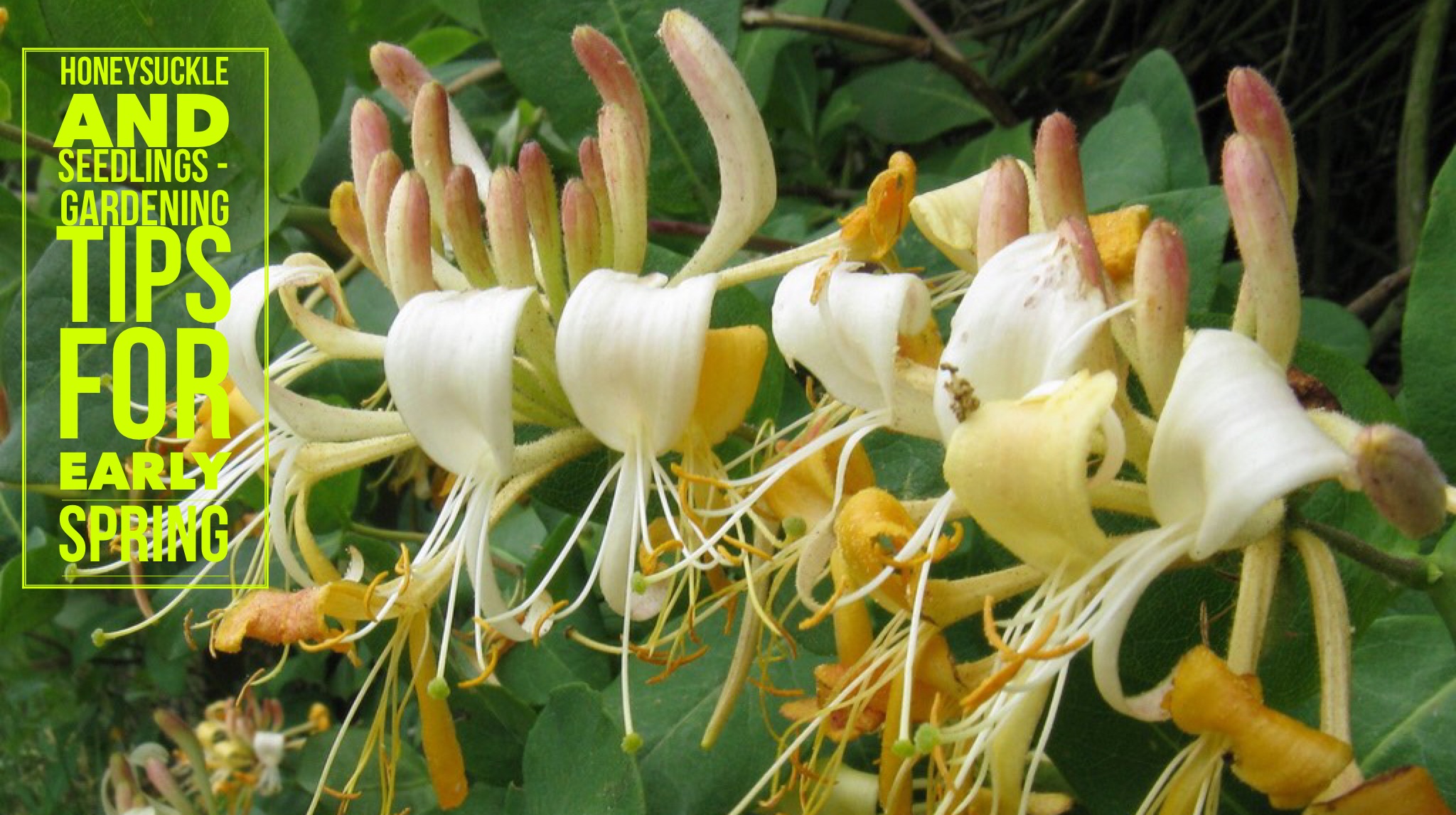 Honing your honeysuckle - tips for spring gardening - The 3 Growbags