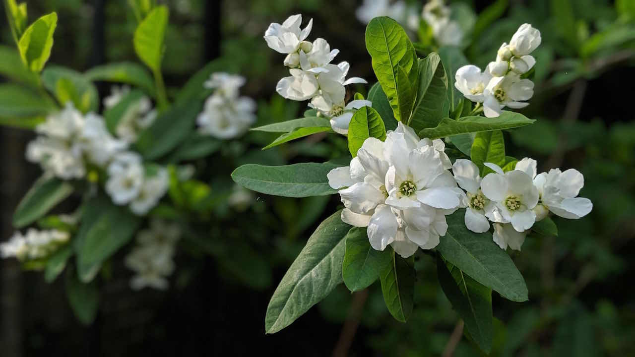 Exochorda x macrantha ‘The Bride’ - The 3 Growbags