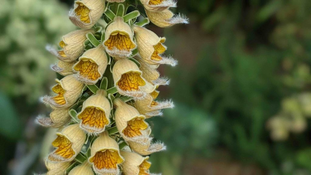 Digitalis ferruginea AGM - 'Rusty foxglove' - The 3 Growbags