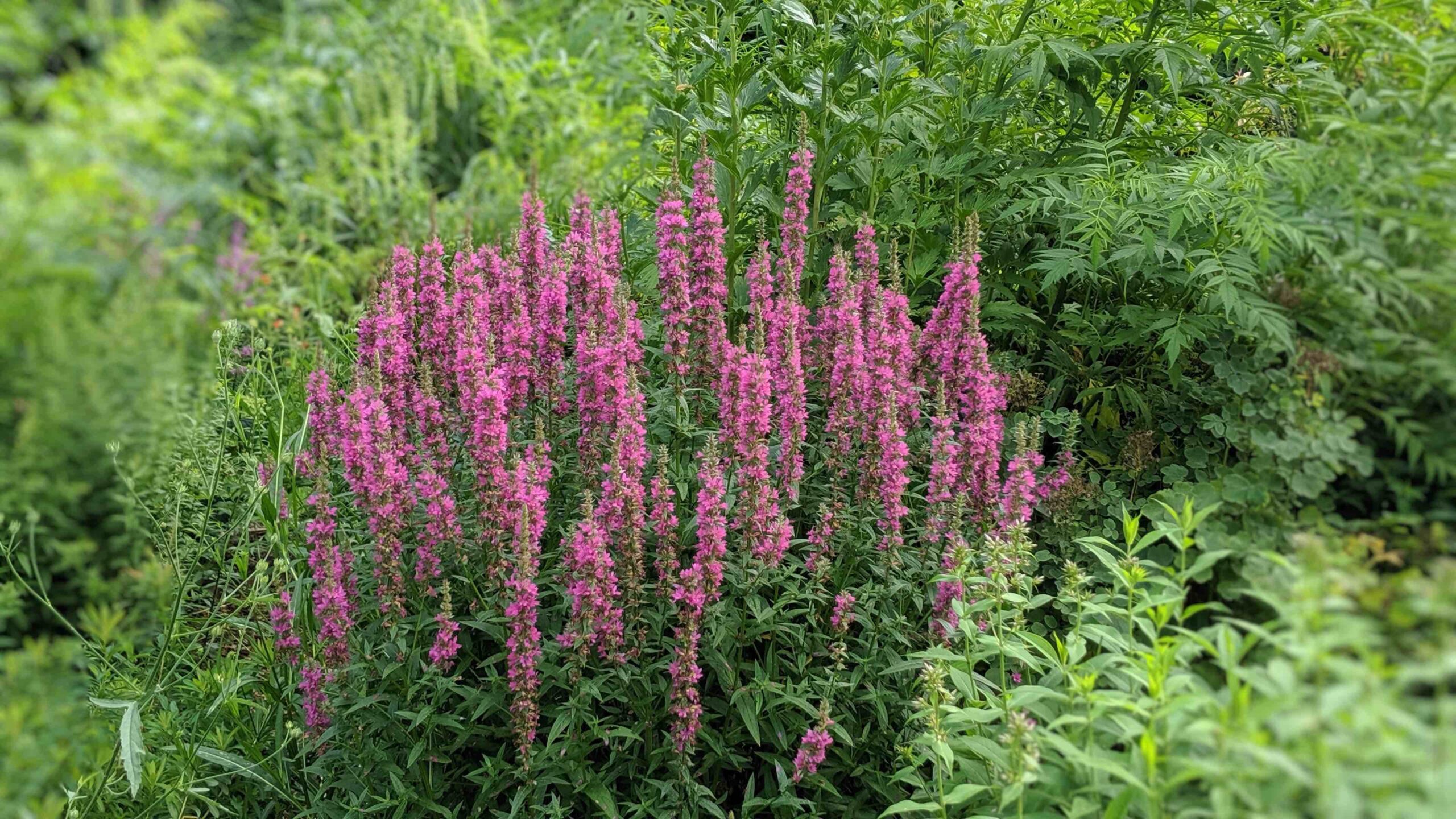 Lythrum salicaria 'Zigeunerblut' - Purple loosestrife ‘Gypsy blood ...