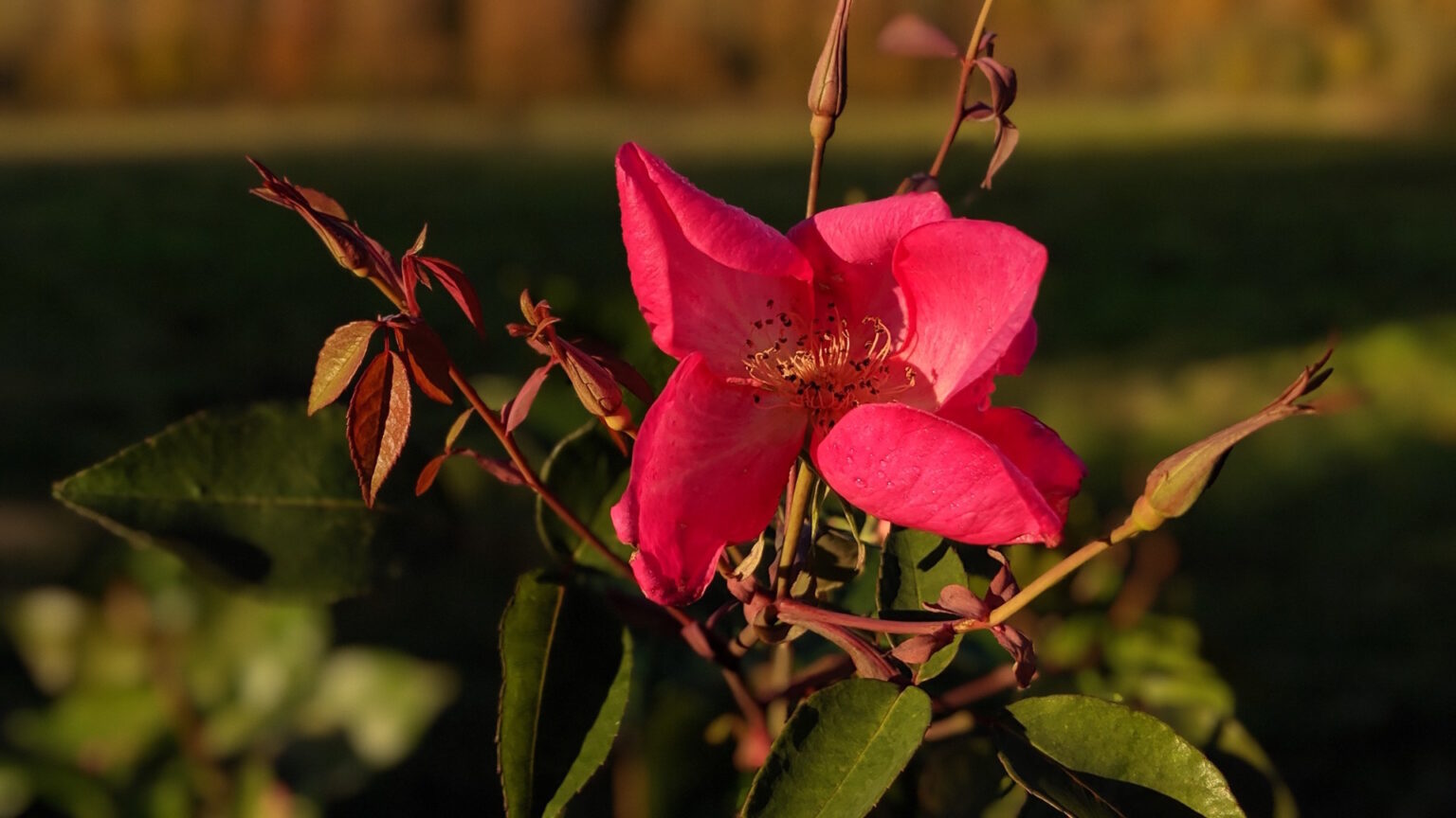 Rosa × odorata 'Bengal Crimson' AGM - The 3 Growbags