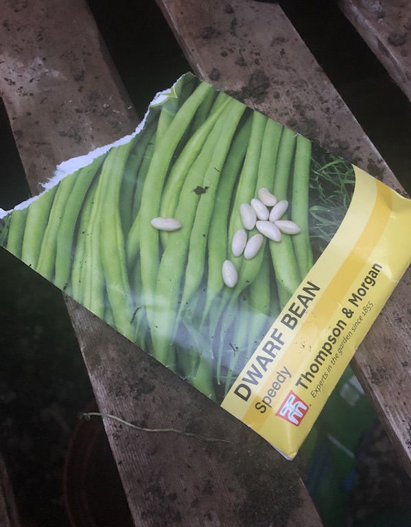 5. Dwarf runner beans, peas and carrots - Beginner's Veg - The 3 Growbags
