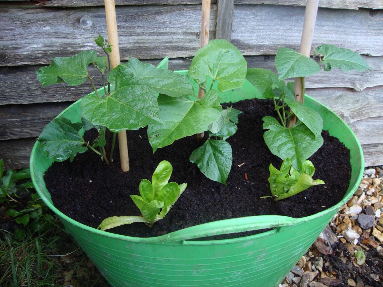 5. Dwarf runner beans, peas and carrots - Beginner's Veg - The 3 Growbags