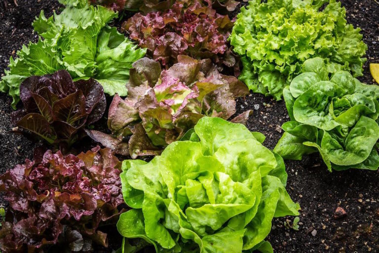How to grow lettuce and salad leaves - a guide by The3Growbags