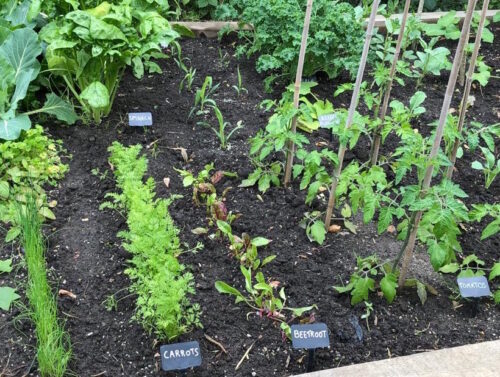 How to start growing vegetables - Gardening tips for April