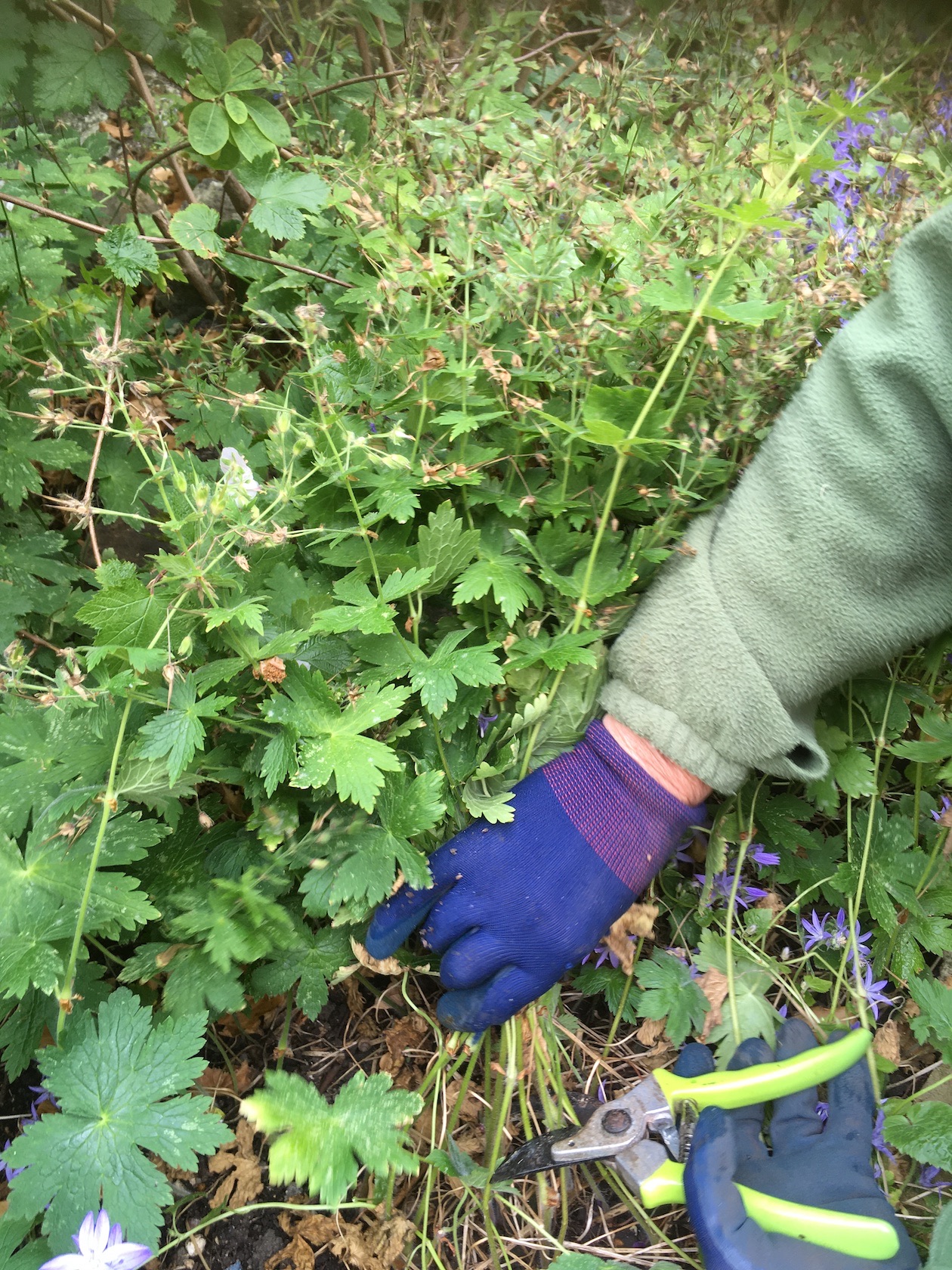 Geranium joy – Grow-how tips for June - The 3 Growbags