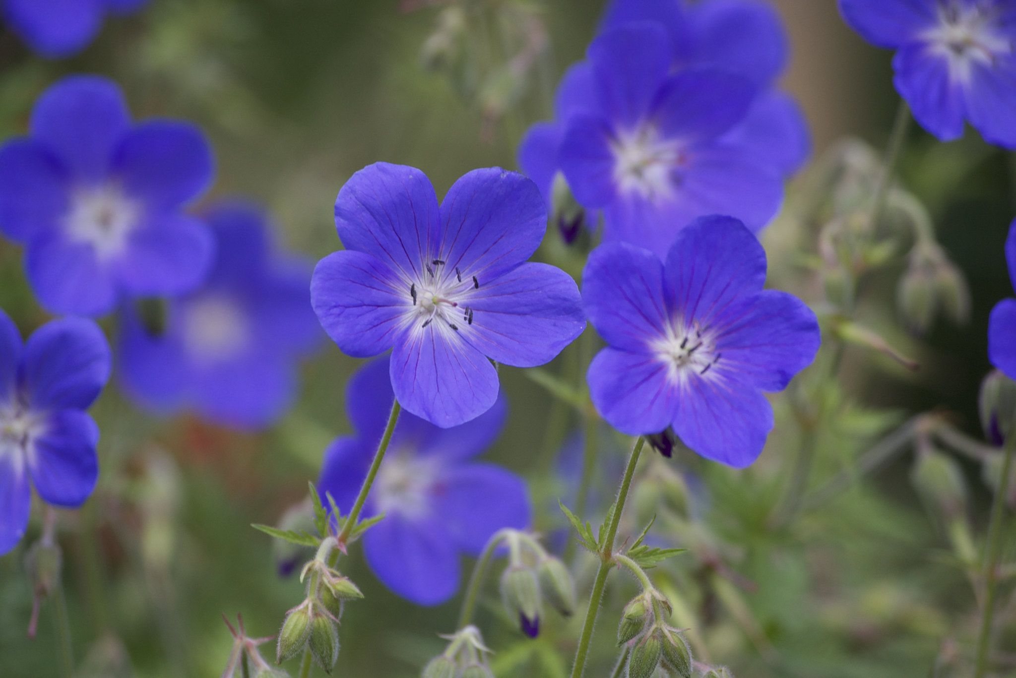Geranium joy – Grow-how tips for June - The 3 Growbags