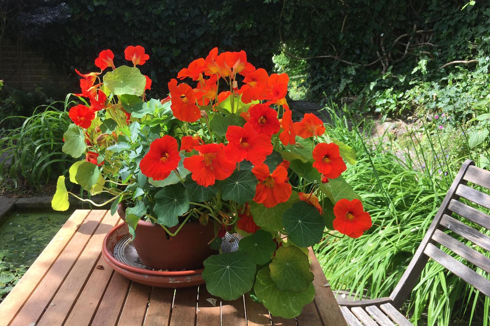 Summer pots - what's hot and what's not - The 3 Growbags