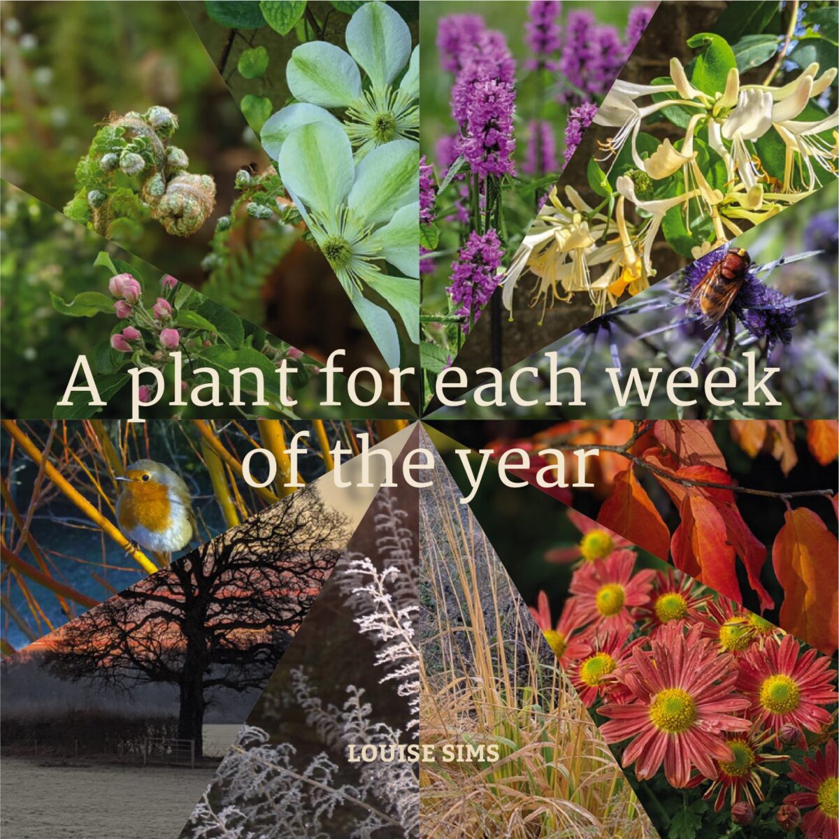 Gardening expert Louise Sims on her best plant for each week of the year