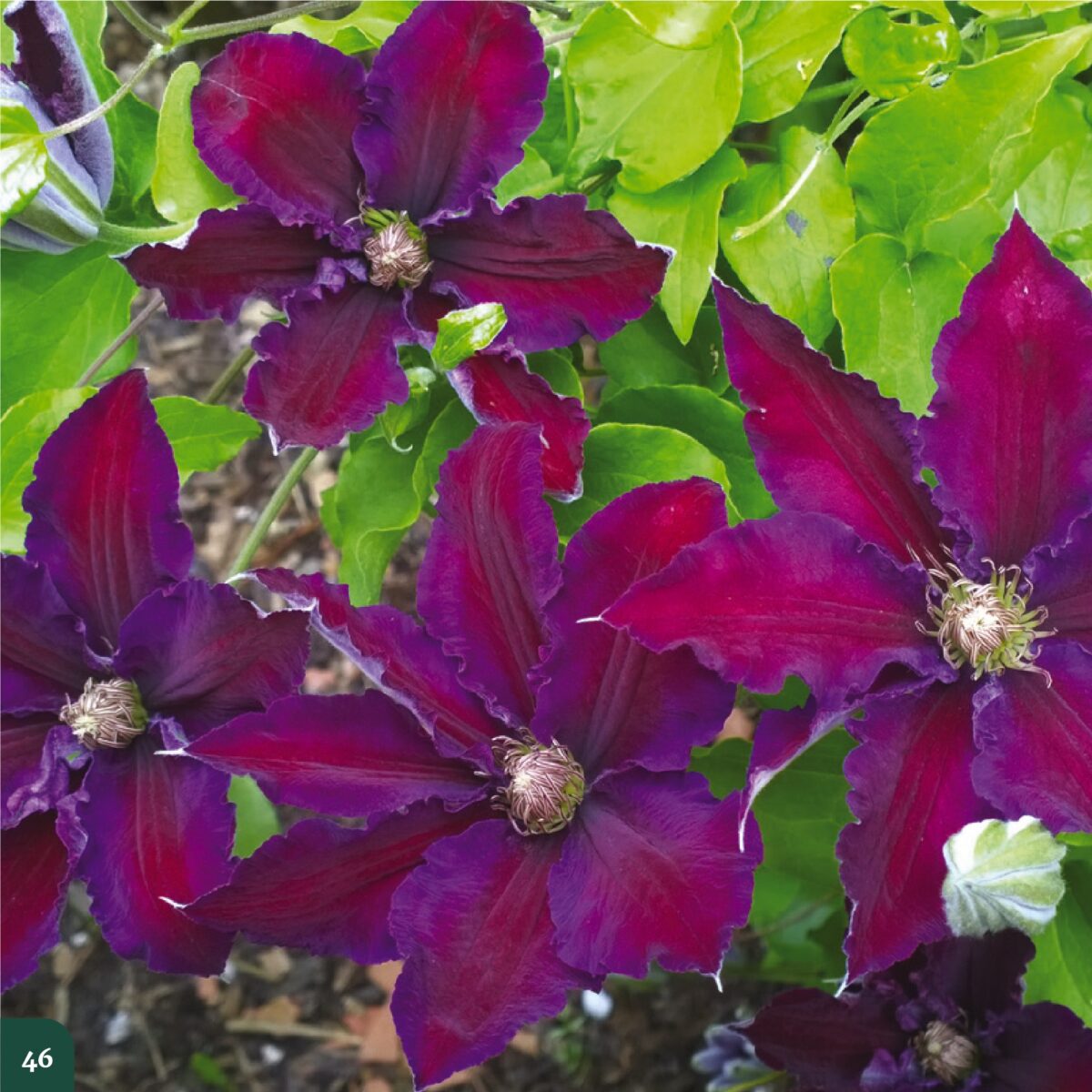 Gardening Expert Louise Sims On Her Best Plant For Each Week Of The Year gardening-expert-louise-sims-on-her-best-plant-for-each-week-of-the-year