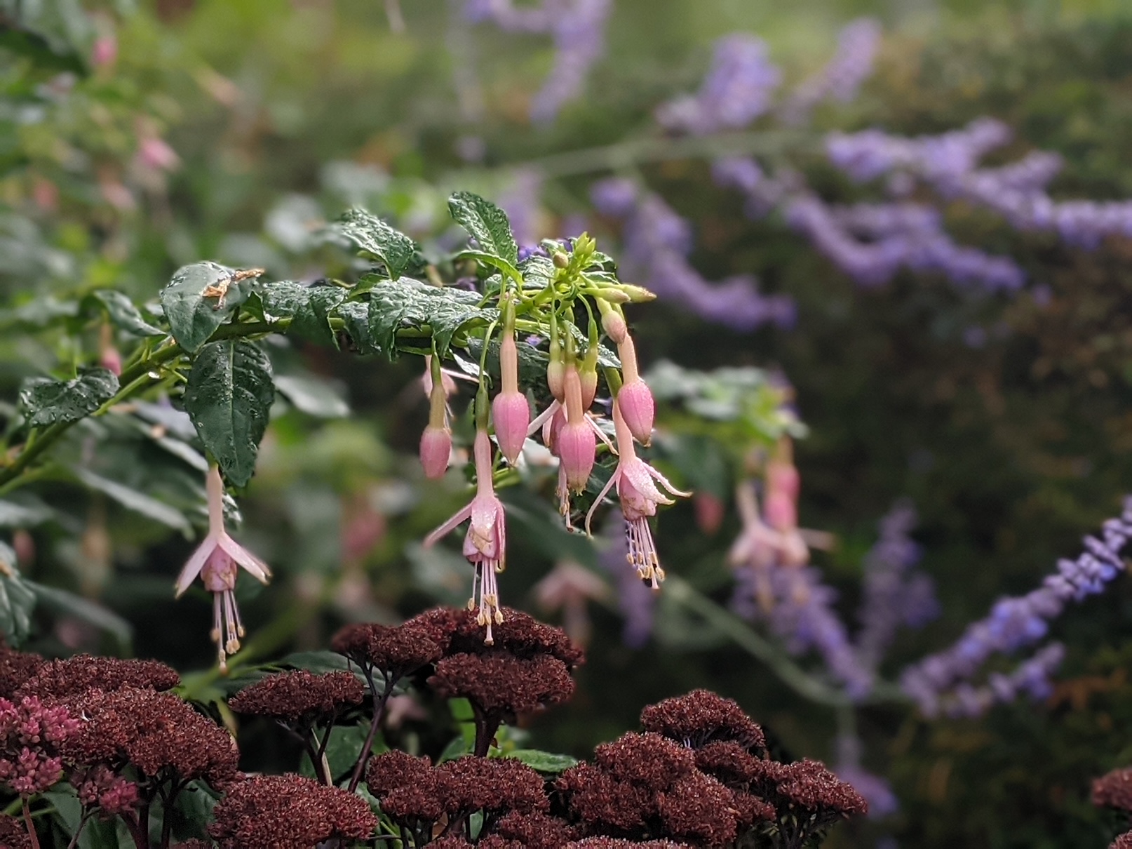 Fuchsia ‘Whiteknights Pearl’ AGM - The 3 Growbags
