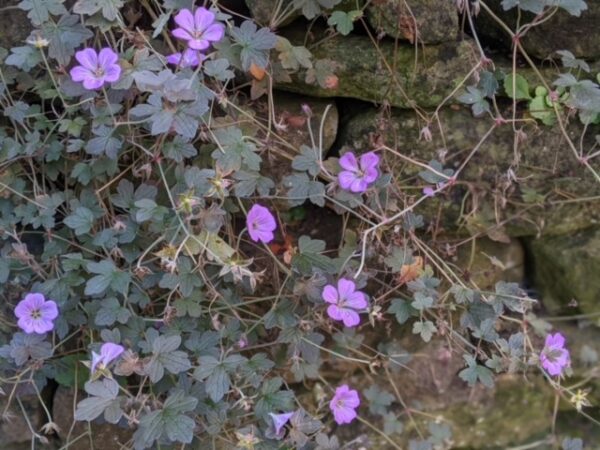 Geranium 'Dusky Crûg' - a plant profile by Louise Sims for The3Growbags