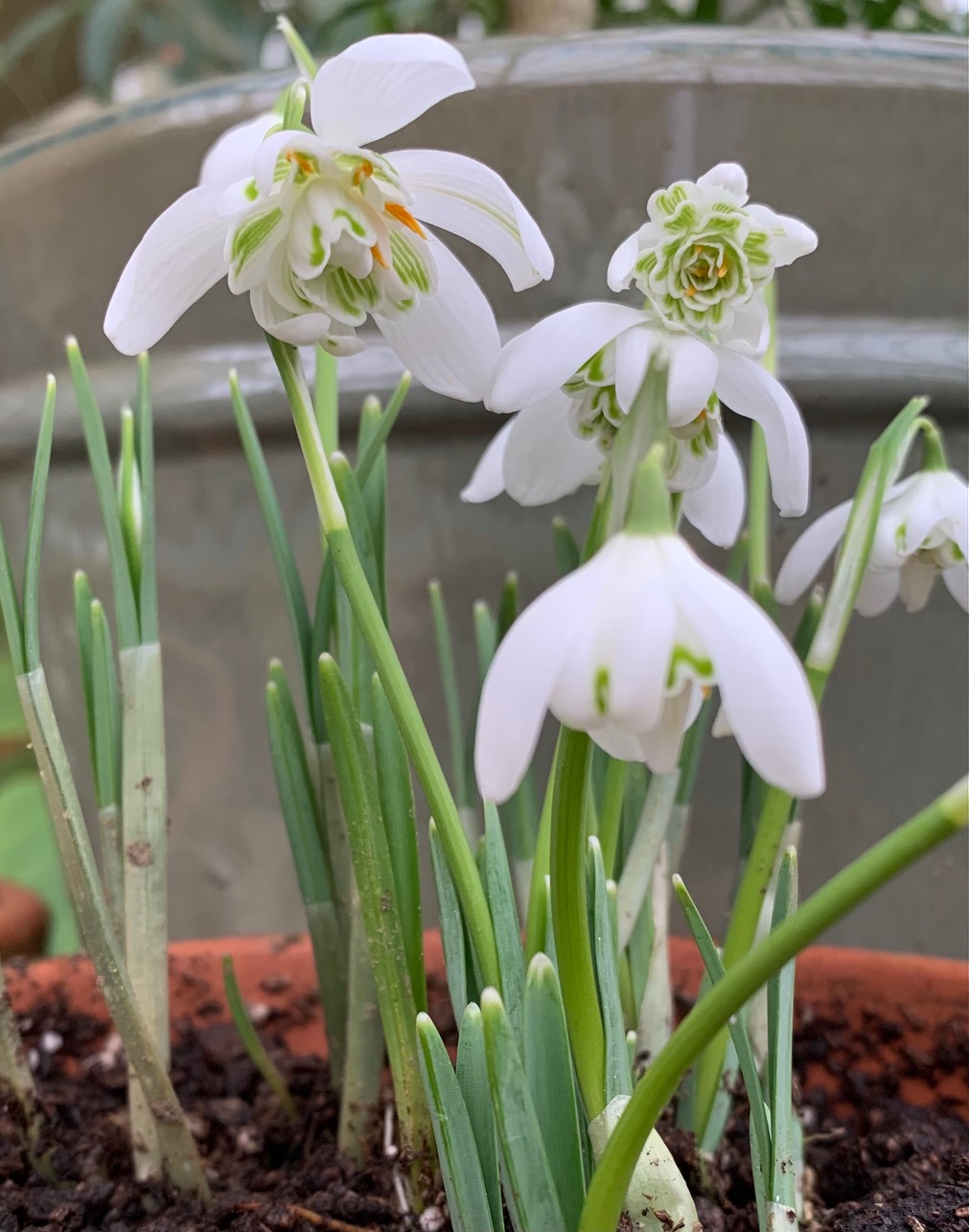 Our top 10 early spring bulbs - brightening up your garden in February