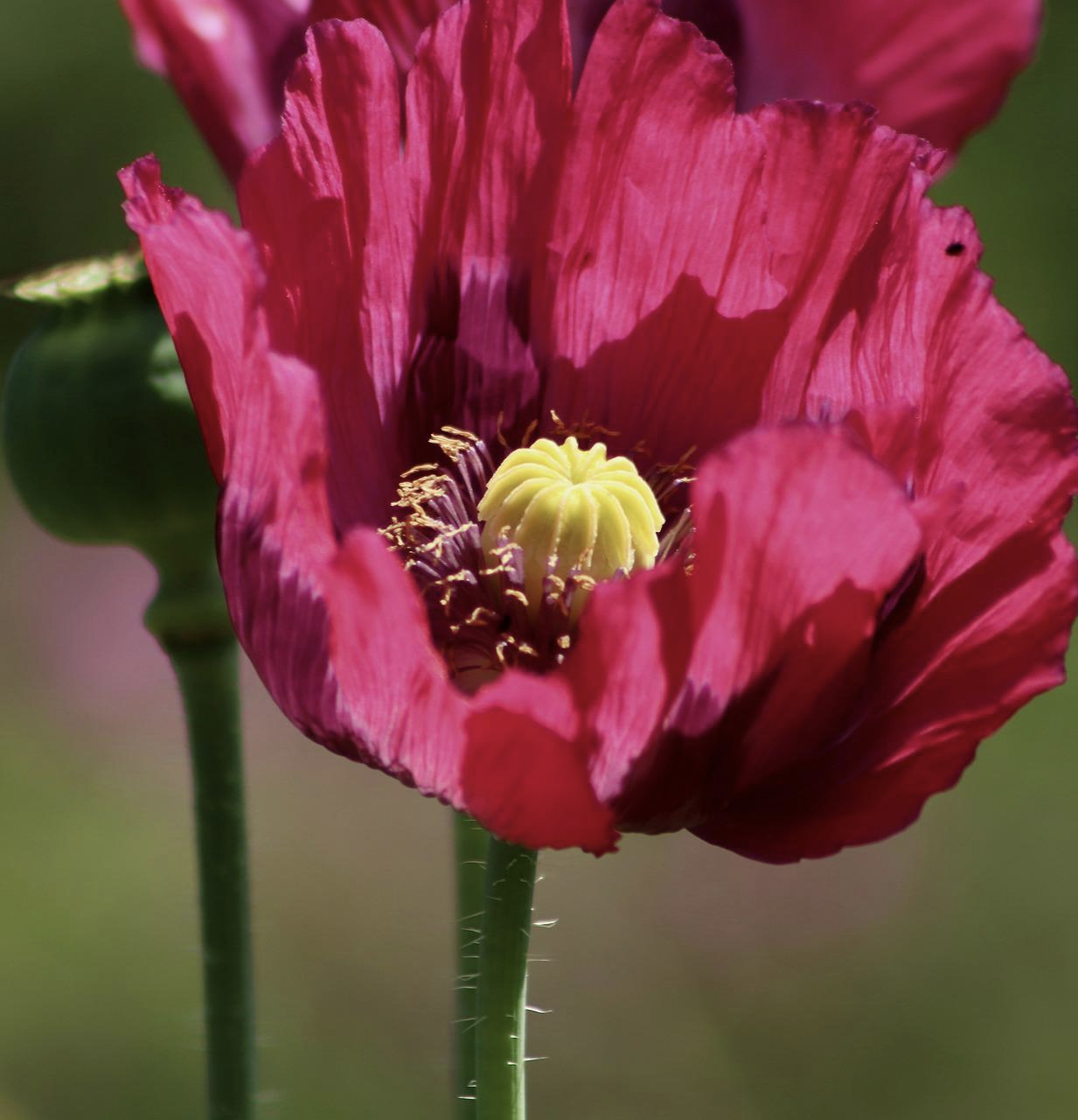 Which poppy is right for your garden? There are so many to choose from!