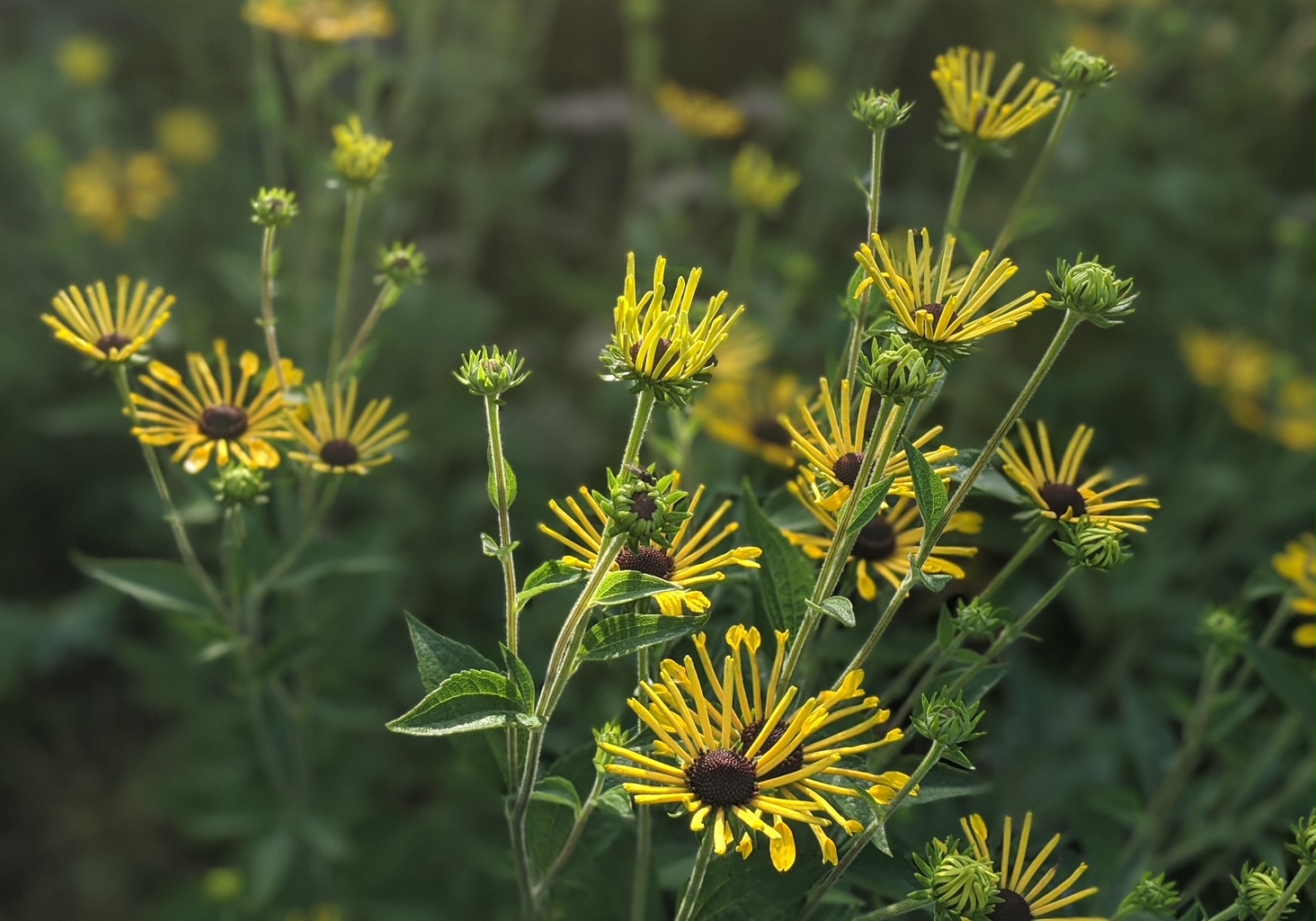 Rudbeckia ‘Henry Eilers’ an outstanding perennial for any garden