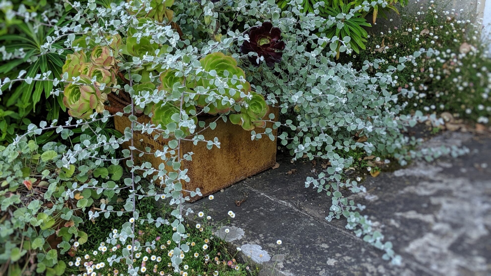 Helichrysum petiolare AGM or Liquorice Plant