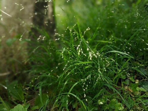 Melica uniflora f. albida AGM - wood melic - by Louise Sims