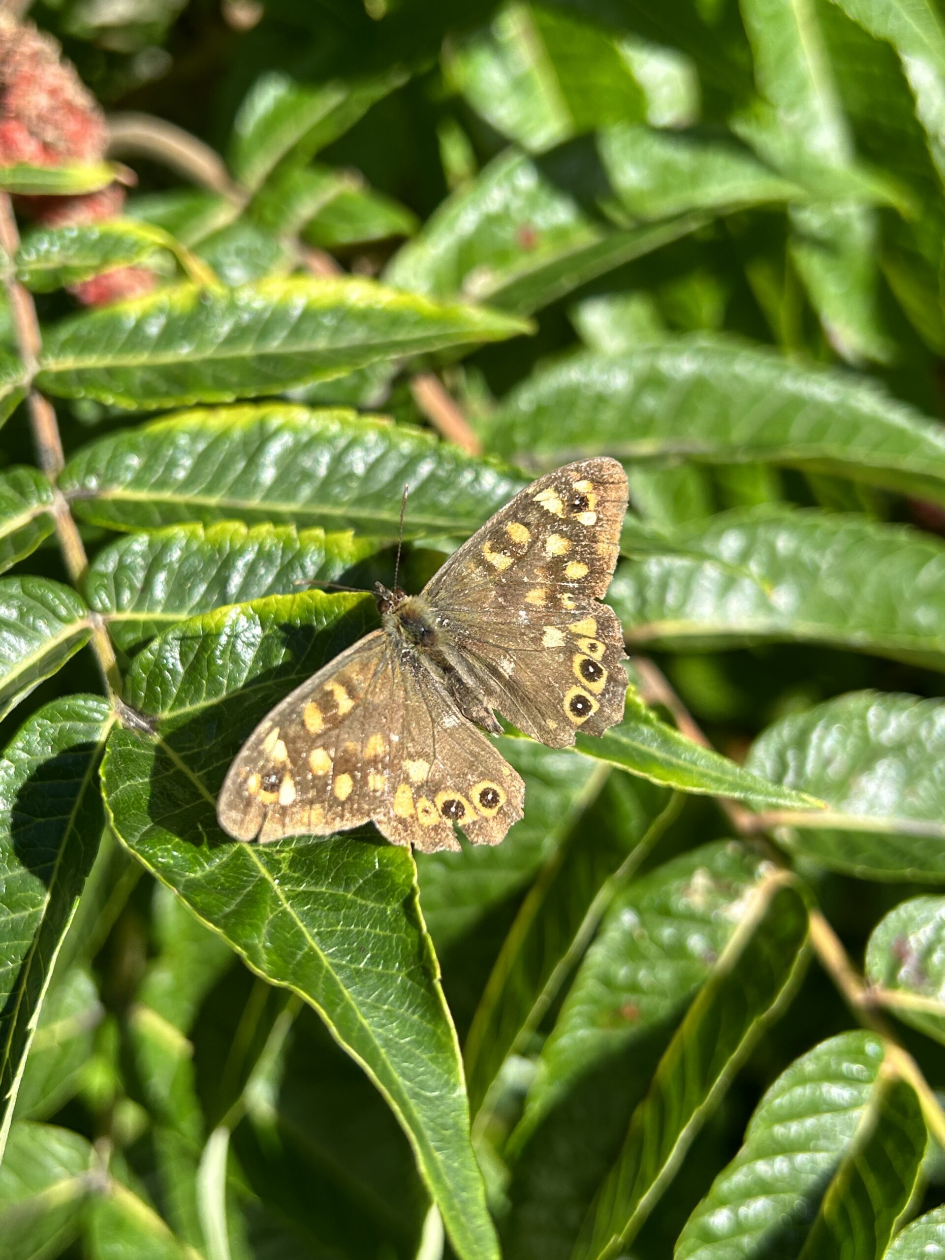10 perfect autumn plants for insects - The 3 Growbags
