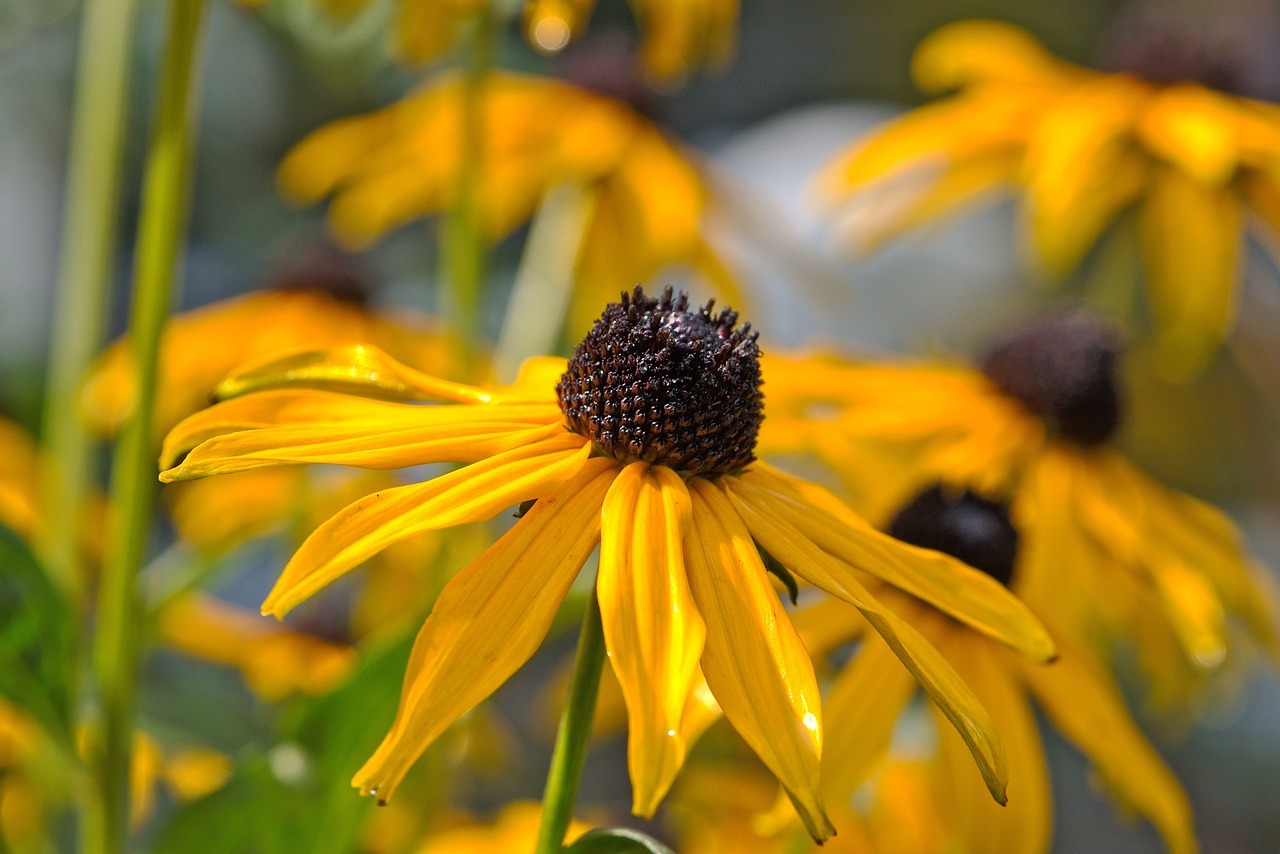 10 perfect autumn plants for insects - The 3 Growbags