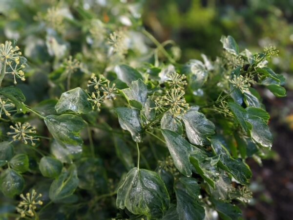 Hedera helix ‘Arborescens Variegata’ - The 3 Growbags