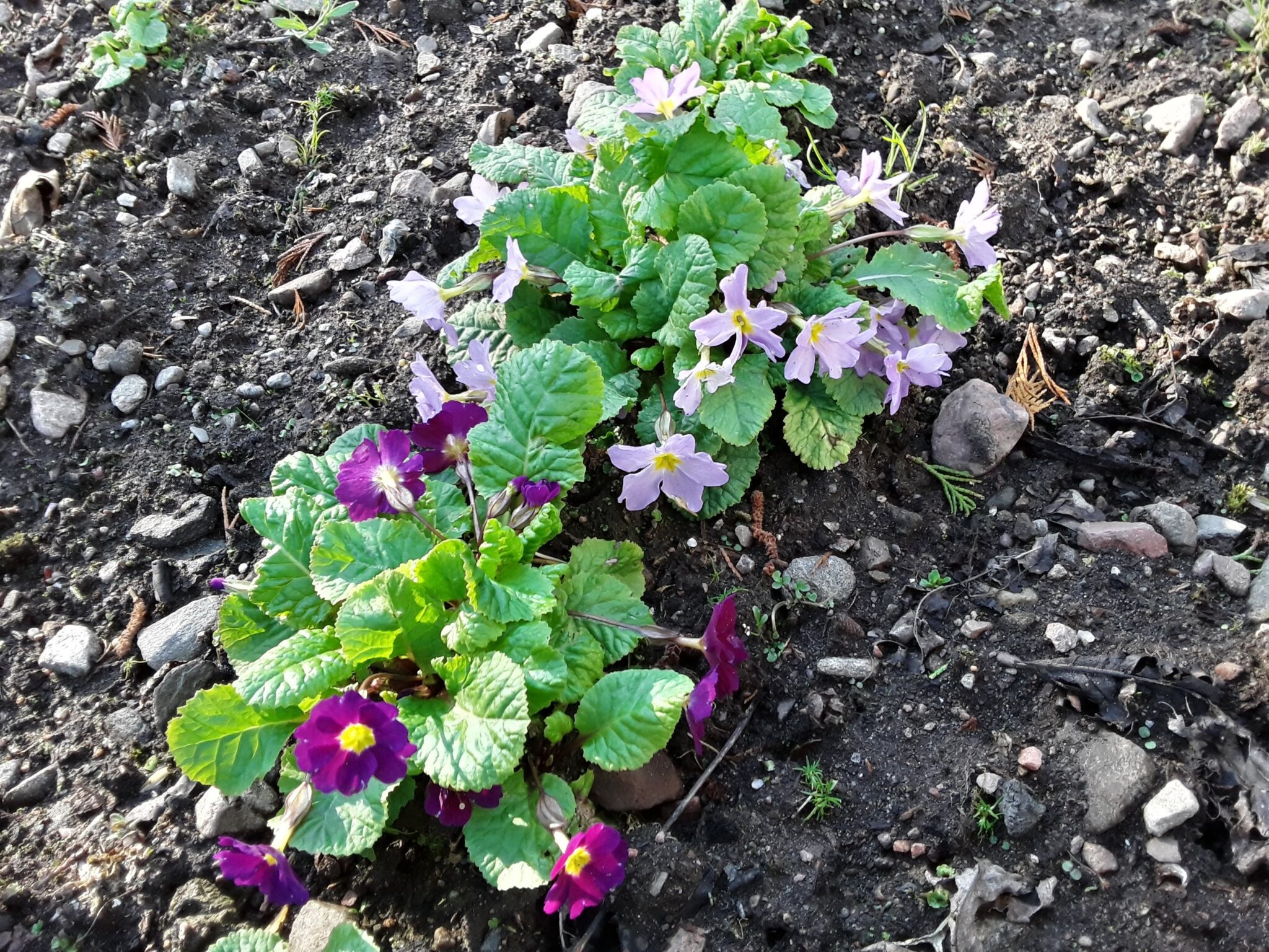 Auriculas and old-fashioned primroses for sale at Abriachan Nursery