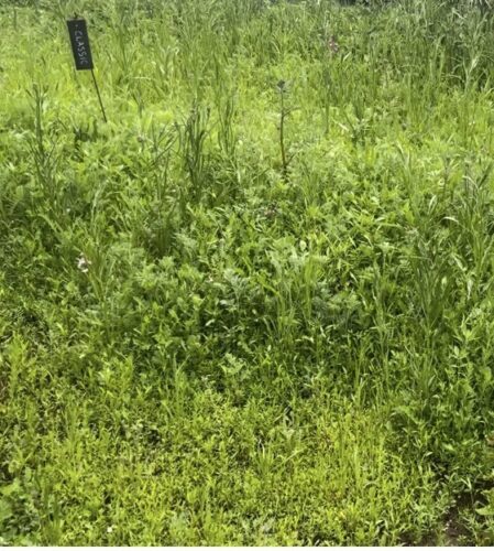 Pictorial Meadows - what they are and how to sow one - by The3Growbags