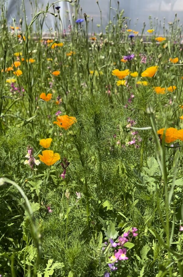 Pictorial Meadows - what they are and how to sow one - by The3Growbags
