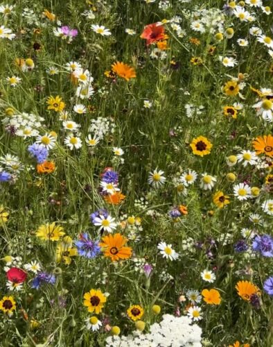 Pictorial Meadows - what they are and how to sow one - by The3Growbags